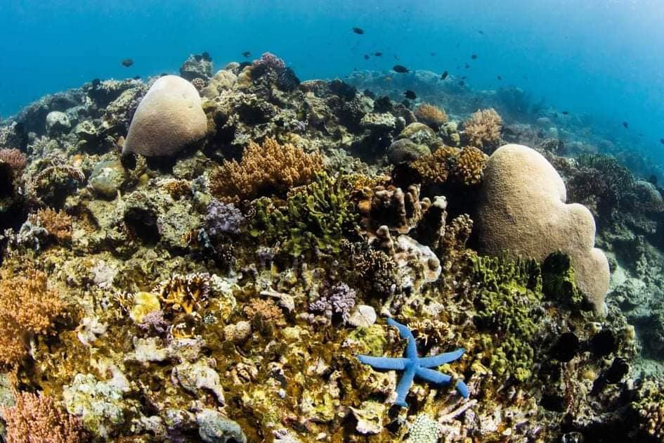 Reef Check – SORCE